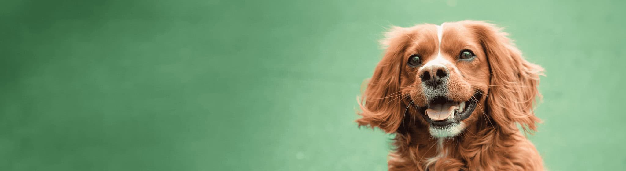 Adopt A Dog - Second Chance Animal Rescue